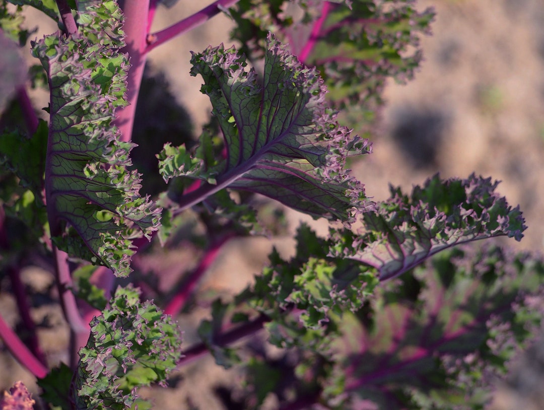 Bio Curly Kale 'scarlet' - 55 Seeds - Etsy