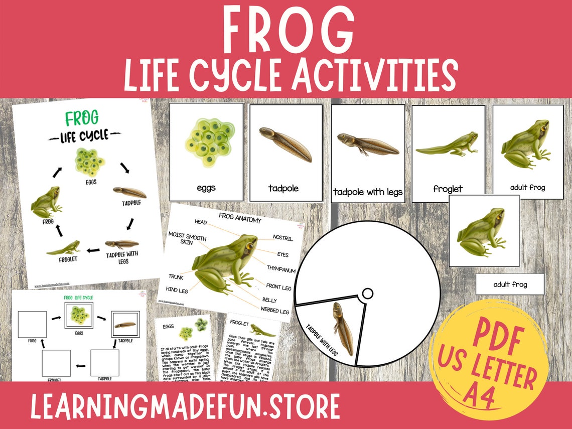 Frog Life Cycle Bundle Frog Kids Activity Learning About - Etsy