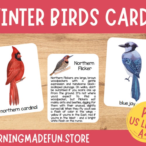 Winter Birds Identification Cards Birds Three Part Cards - Etsy