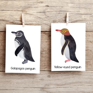 Penguins Identification Cards, Penguins Three Part Cards, Montessori ...