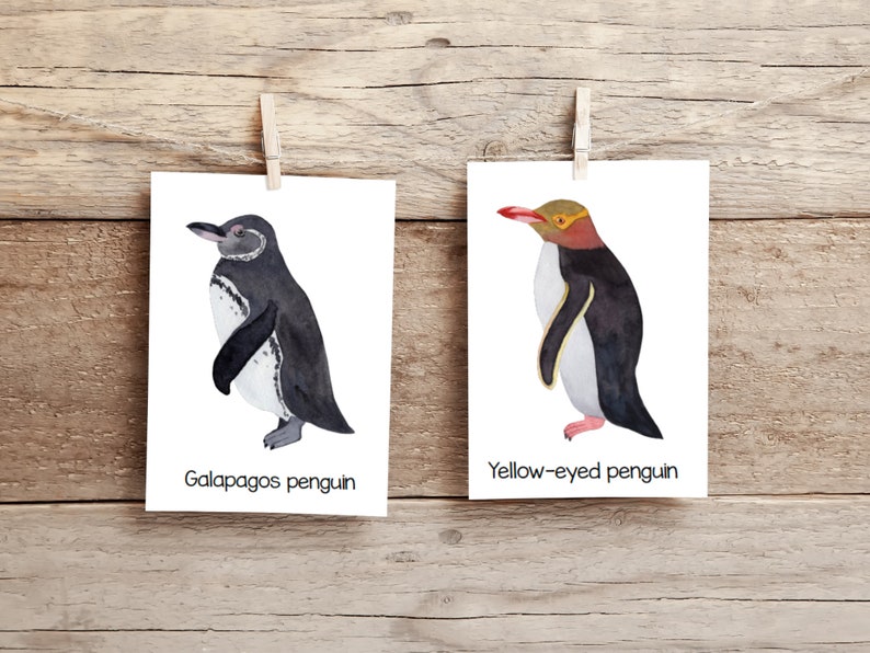 Penguins Nomenclature Cards: Montessori Three Part Cards (digital ...