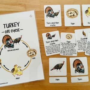 Turkey Life Cycle Montessori Cards, Turkey Flashcards, Three Part Cards ...