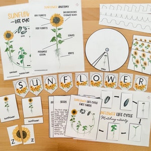 Sunflower Unit Study, Learning Bundle, Sunflower Life Cycle Activity ...