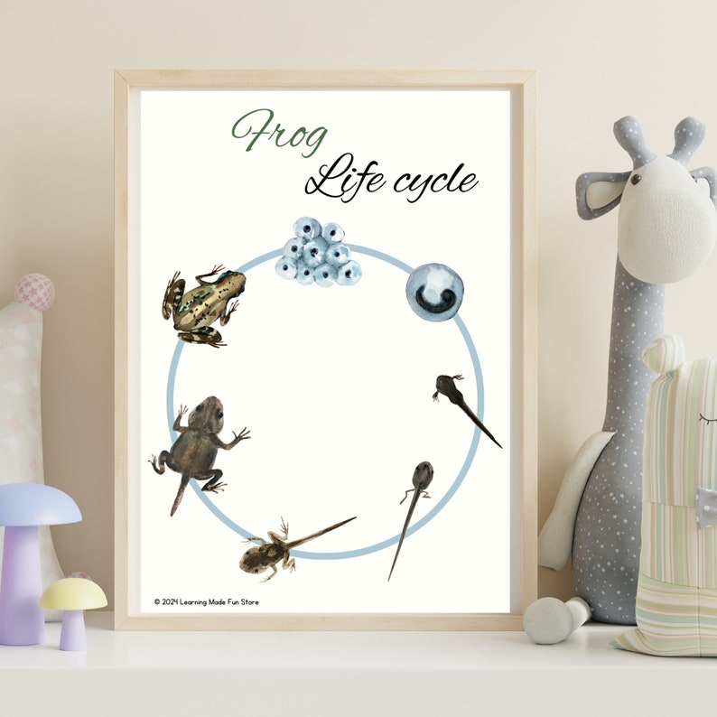 Life Cycle Educational Posters, Homeschool Learning (PDF) - Etsy