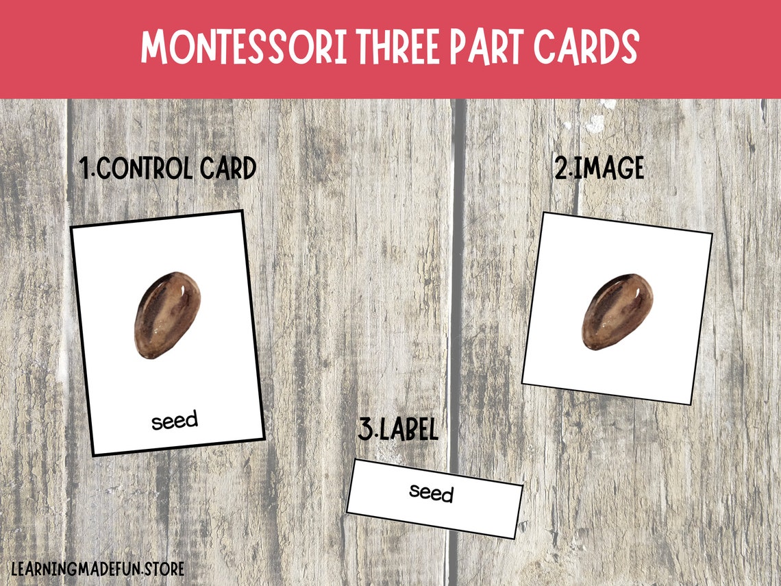 Watermelon Life Cycle Montessori Cards Preschool Flashcards - Etsy