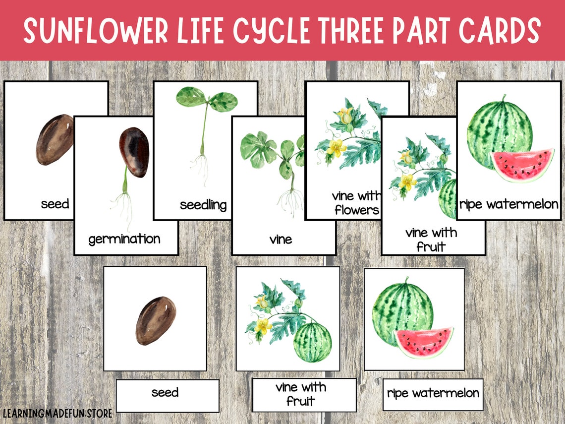 Watermelon Life Cycle Montessori Cards: Preschool Printable (PDF) - Etsy
