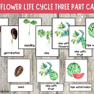 Watermelon Life Cycle Montessori Cards: Preschool Printable (PDF) - Etsy
