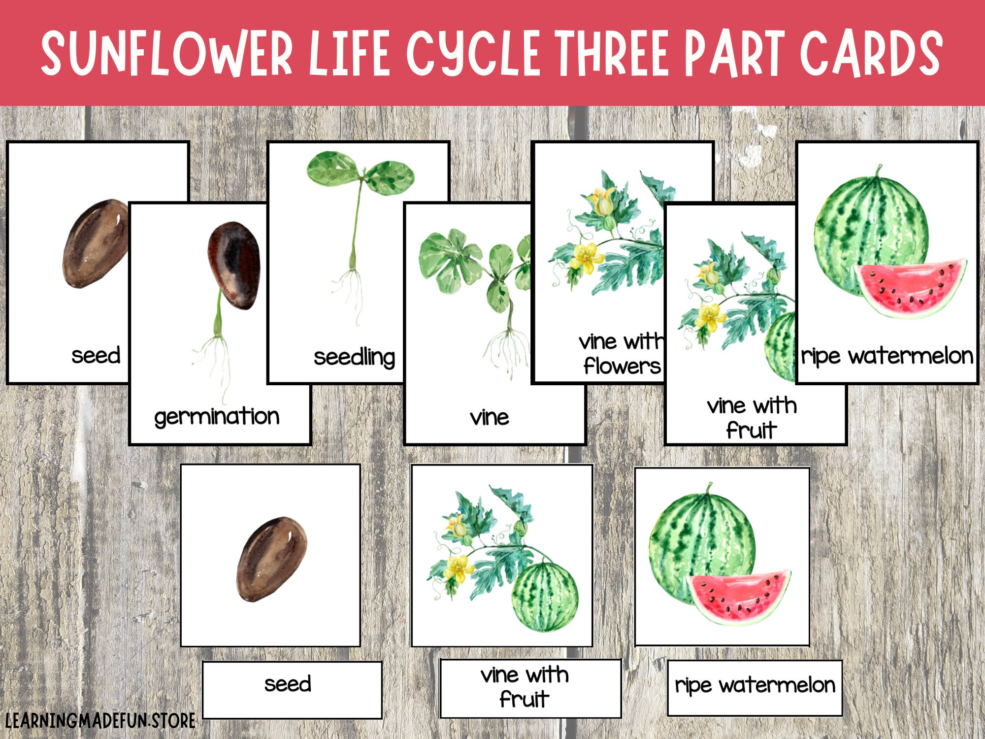 Watermelon Life Cycle Montessori Cards Preschool Flashcards - Etsy UK