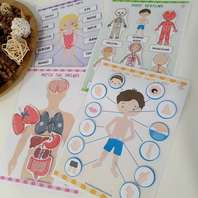Human Body Parts Matching Game: Preschool Learning Binder (digital ...