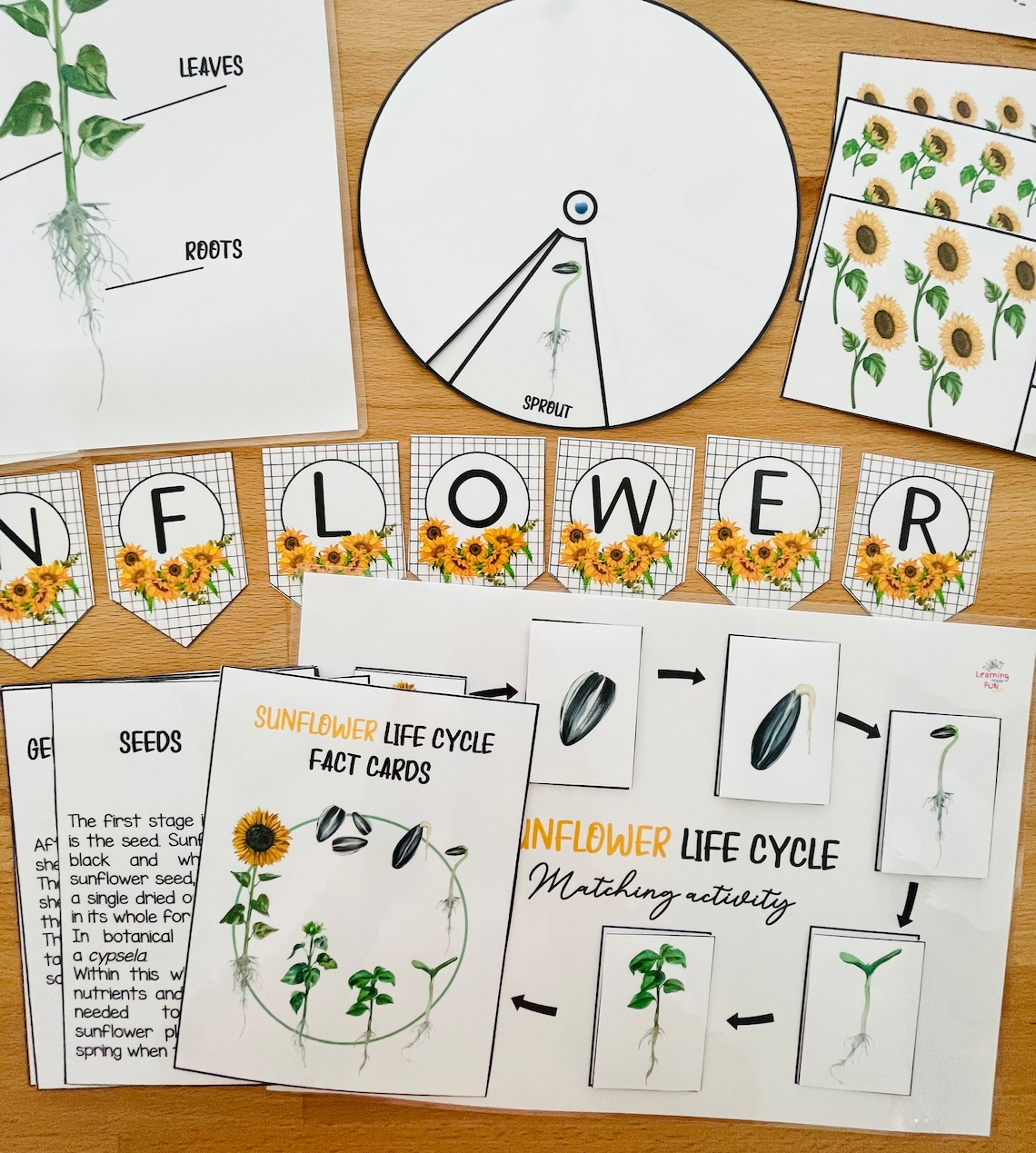 Sunflower Life Cycle Montessori Cards Sunflower Flashcards - Etsy