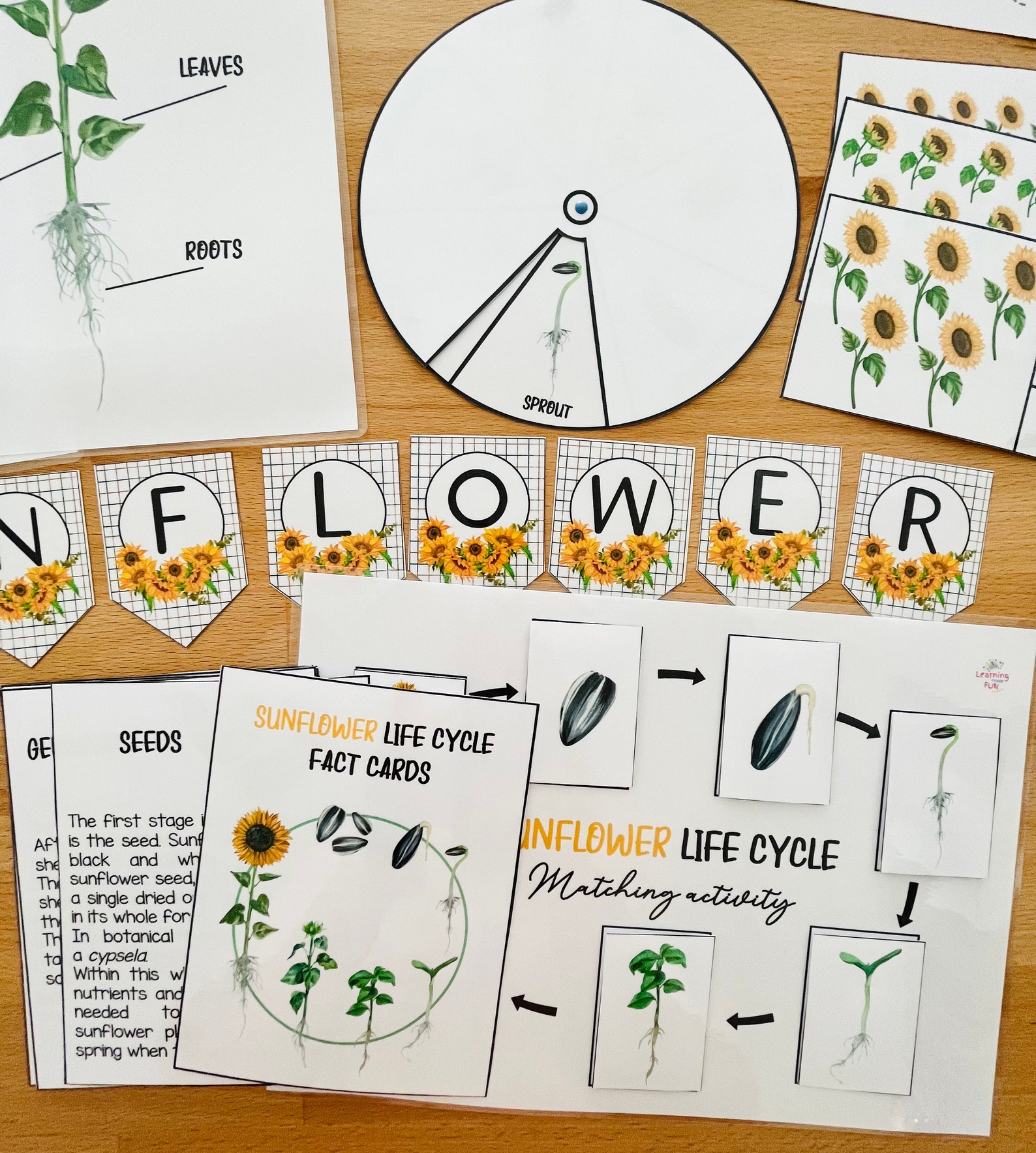 Sunflower Life Cycle Montessori Cards Sunflower Flashcards - Etsy