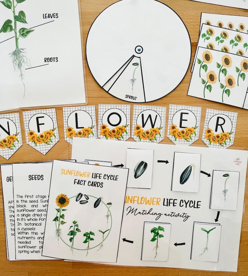 Sunflower Life Cycle Montessori Cards Sunflower Flashcards - Etsy