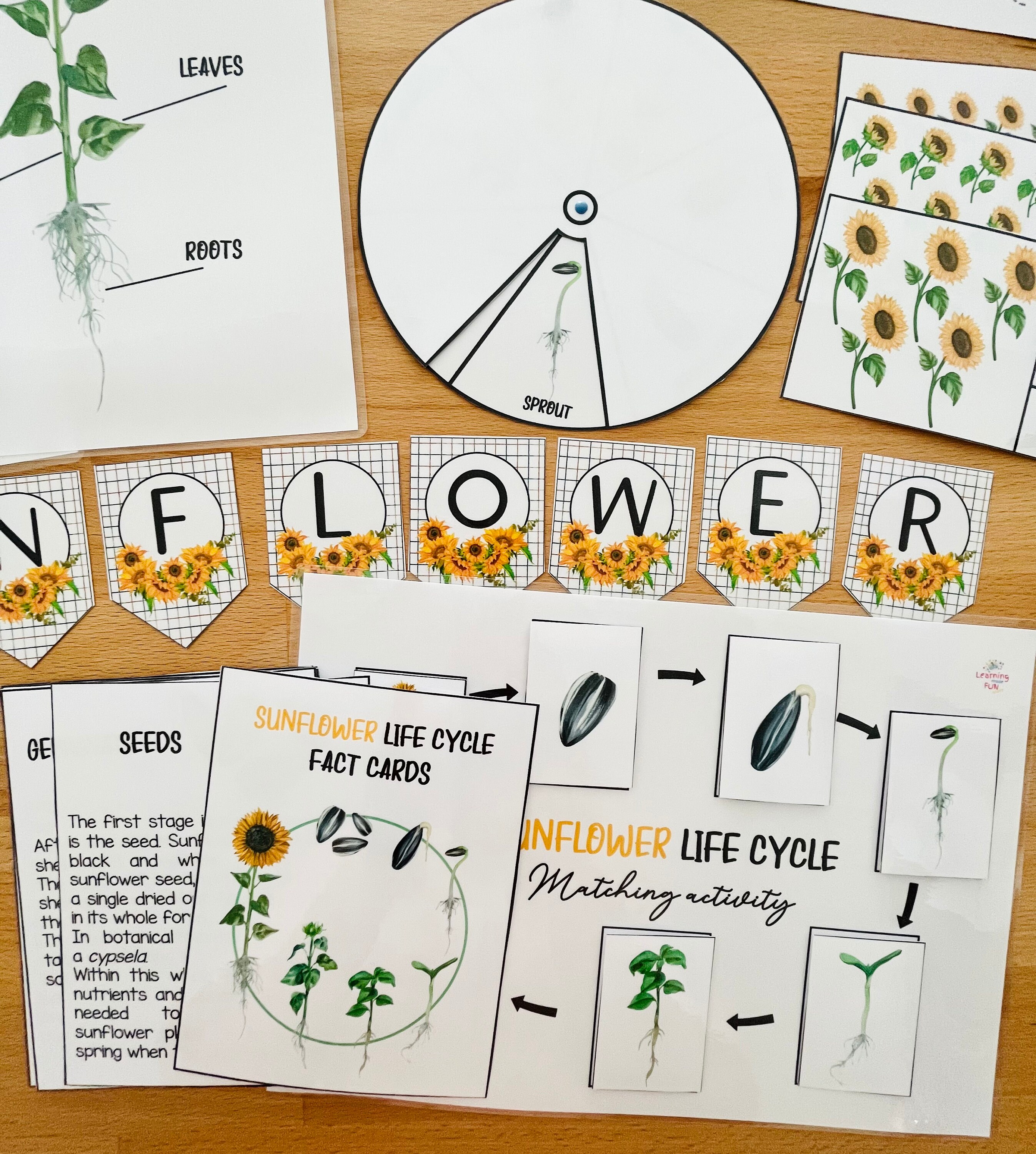 Sunflower Life Cycle Montessori Cards Sunflower Flashcards - Etsy