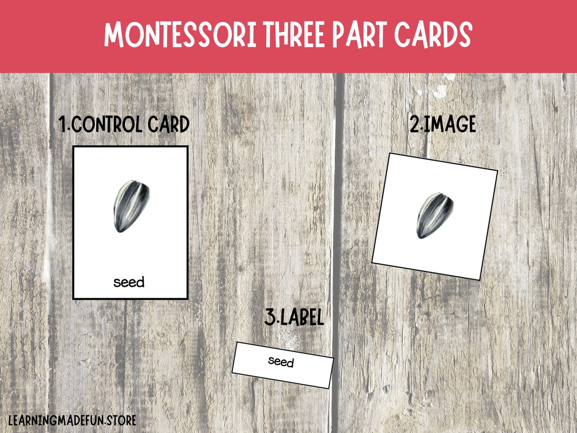 Sunflower Life Cycle Montessori Cards: Three Part Flashcards (PDF) - Etsy