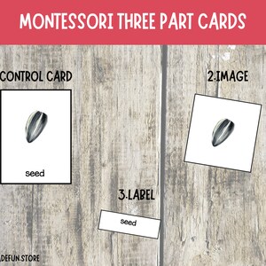 Sunflower Life Cycle Montessori Cards: Three Part Flashcards (PDF) - Etsy