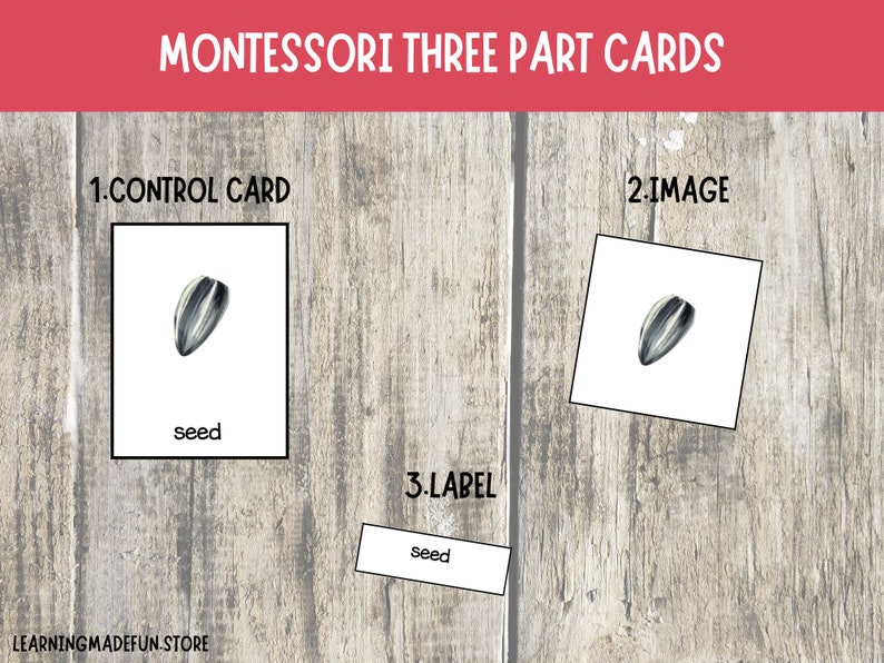 Sunflower Life Cycle Montessori Cards Sunflower Flashcards - Etsy