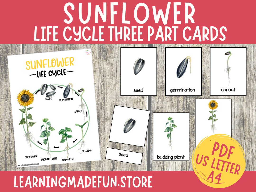 Sunflower Life Cycle Montessori Cards: Three Part Flashcards (PDF) - Etsy