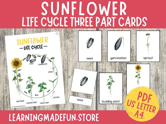 Sunflower Life Cycle Diagram