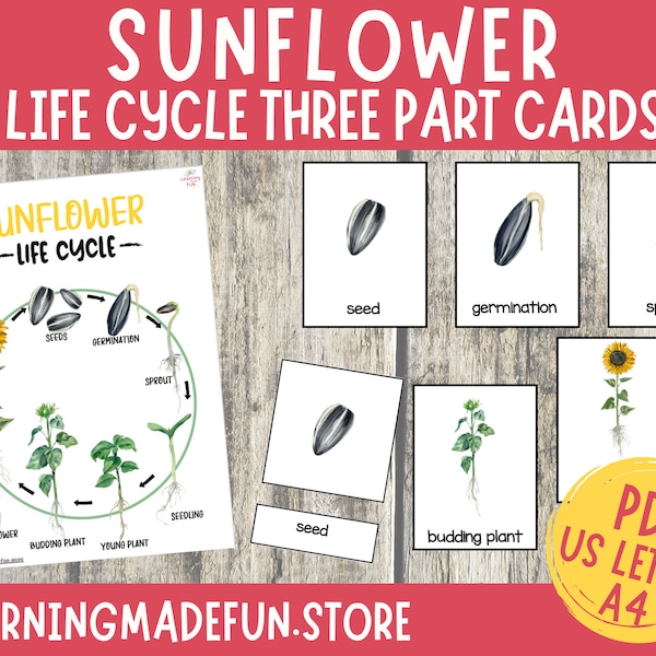 Sunflower Life Cycle Clipart - Etsy