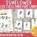 Sunflower Life Cycle Montessori Cards: Three Part Flashcards (PDF) - Etsy