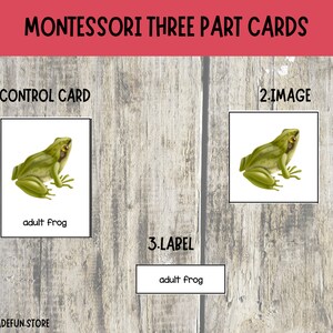 Frog Life Cycle Bundle, Frog Kids Activity, Learning About Frogs, Frog ...