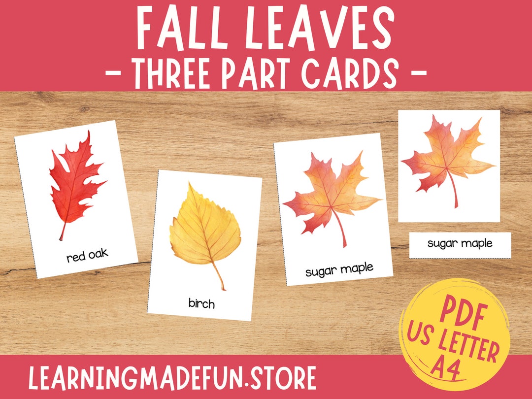 Fall Leaves Identification Cards: Montessori Nature Study (digital ...