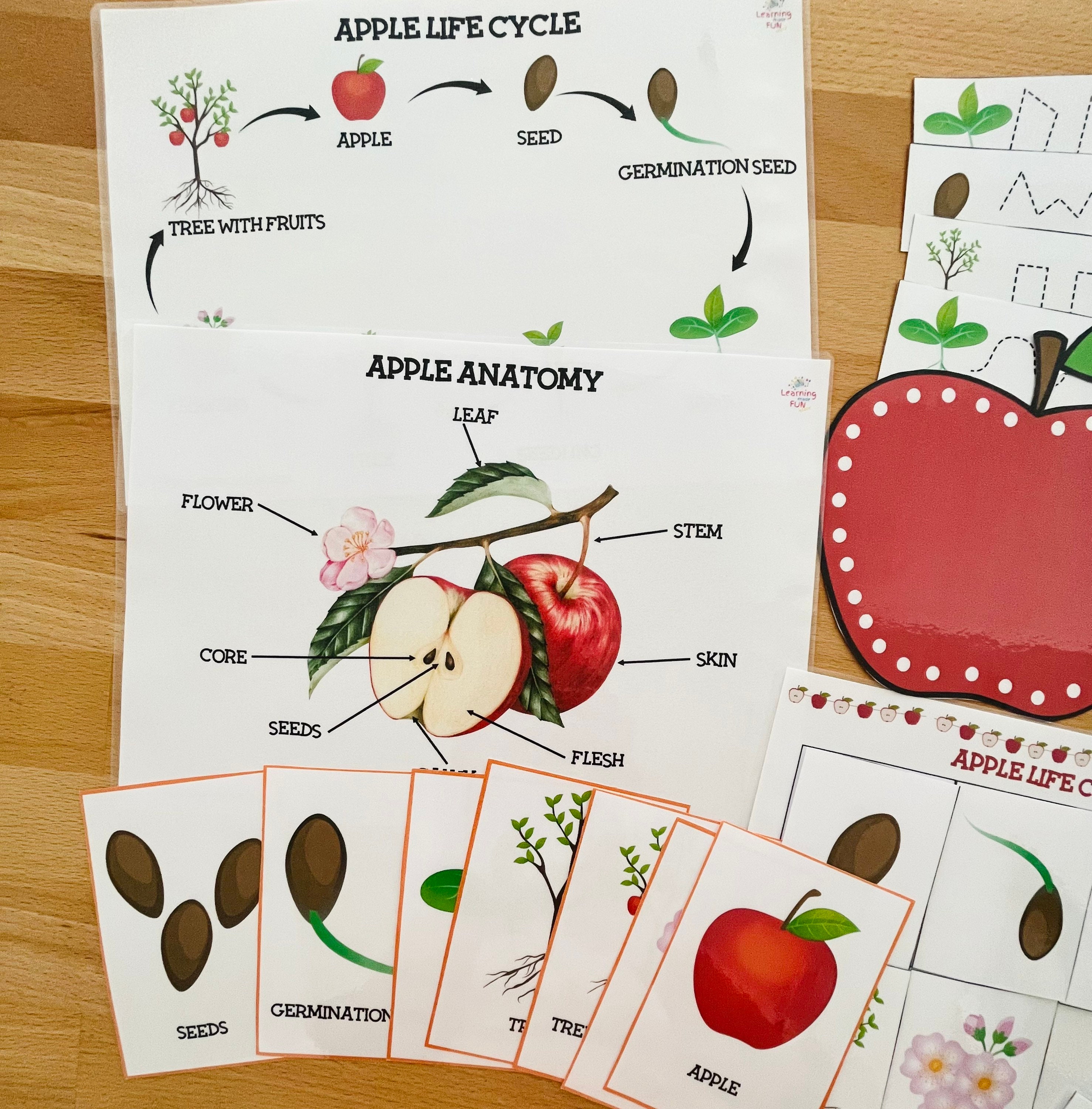 Apple Unit Study: Life Cycle & Anatomy Printable Activities (PDF) - Etsy