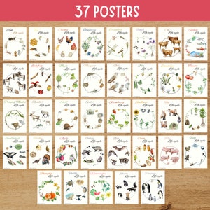 Life Cycle Educational Posters, Homeschool Learning (PDF) - Etsy UK