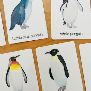 Penguins Identification Cards, Penguins Three Part Cards, Montessori ...