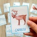 Arctic Animals Flashcards, Montessori Cards, Polar Animals Card ...