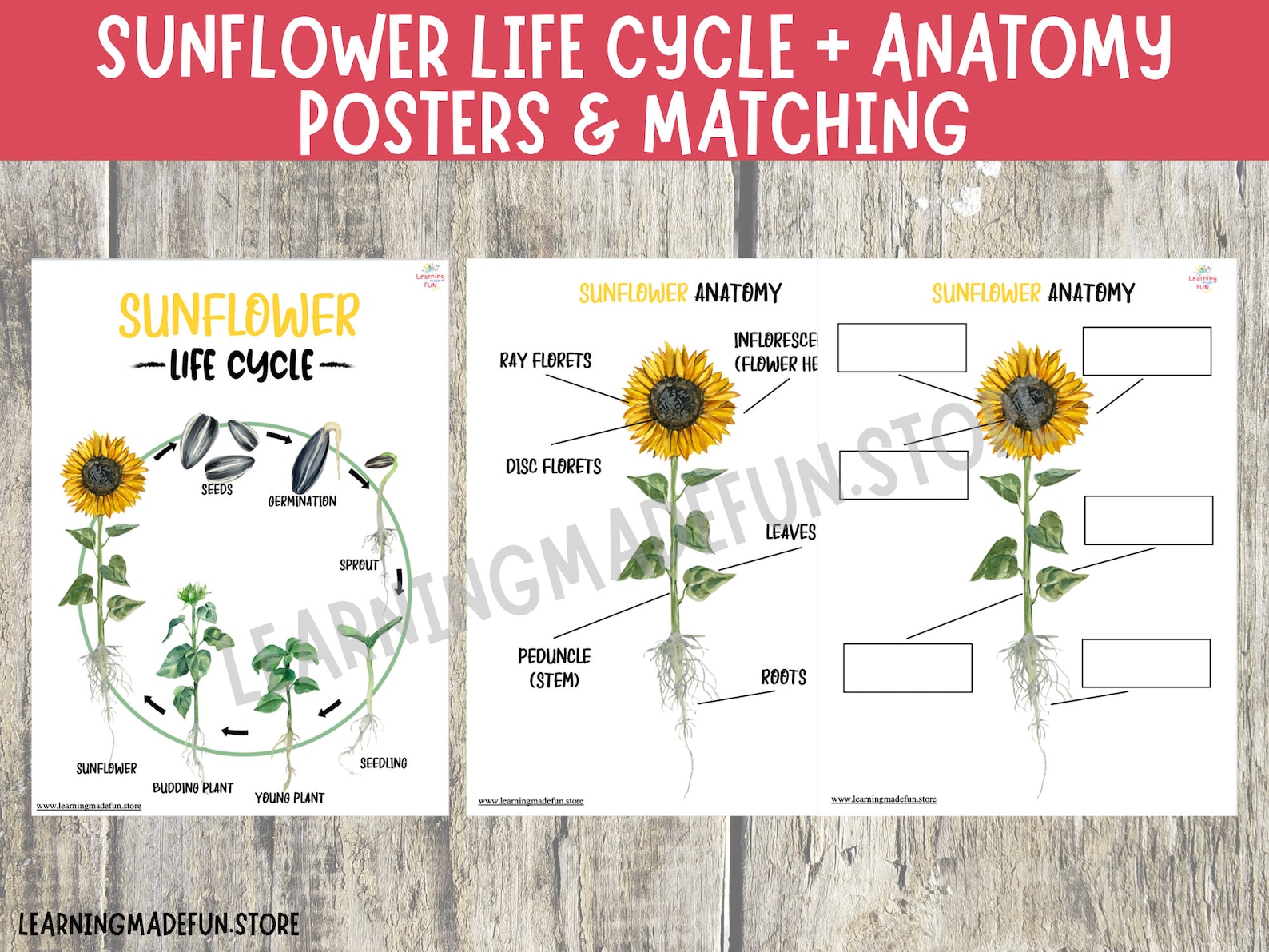 Sunflower Life Cycle Montessori Cards Sunflower Flashcards - Etsy