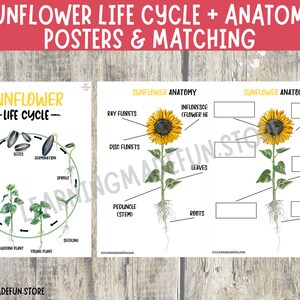 Sunflower Life Cycle Montessori Cards: Three Part Flashcards (PDF) - Etsy