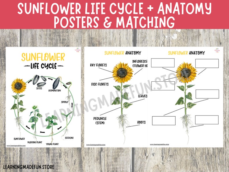 Sunflower Life Cycle Montessori Cards Sunflower Flashcards - Etsy