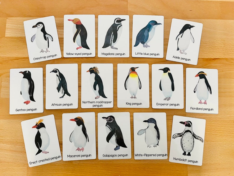 Penguins Nomenclature Cards: Montessori Three Part Cards (digital ...