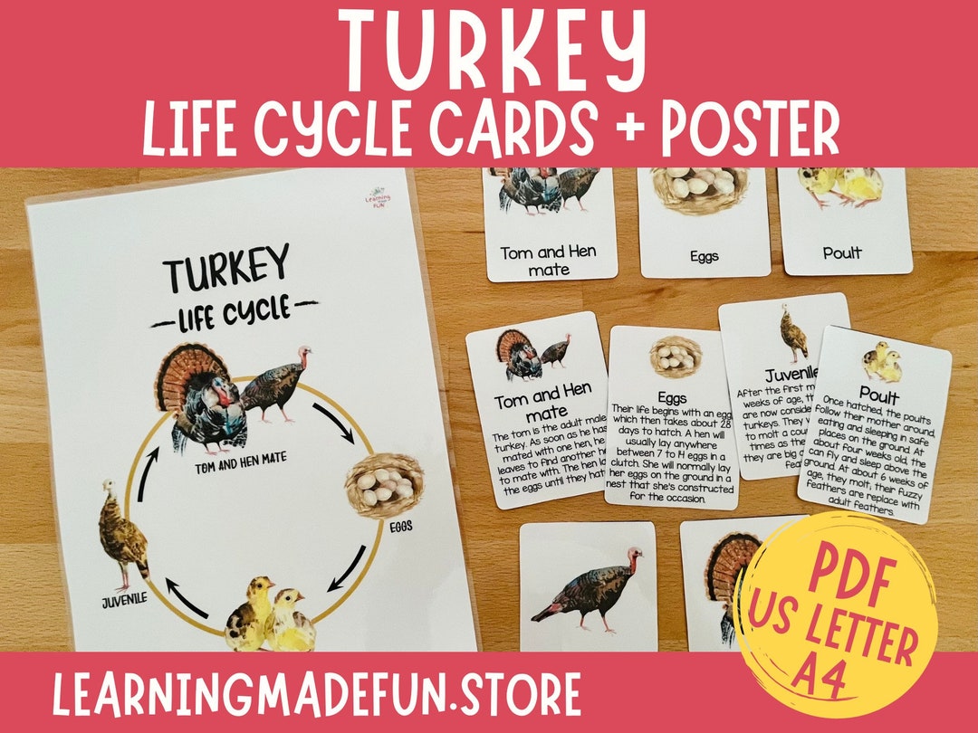 Turkey Life Cycle Montessori Cards, Turkey Flashcards, Three Part Cards ...