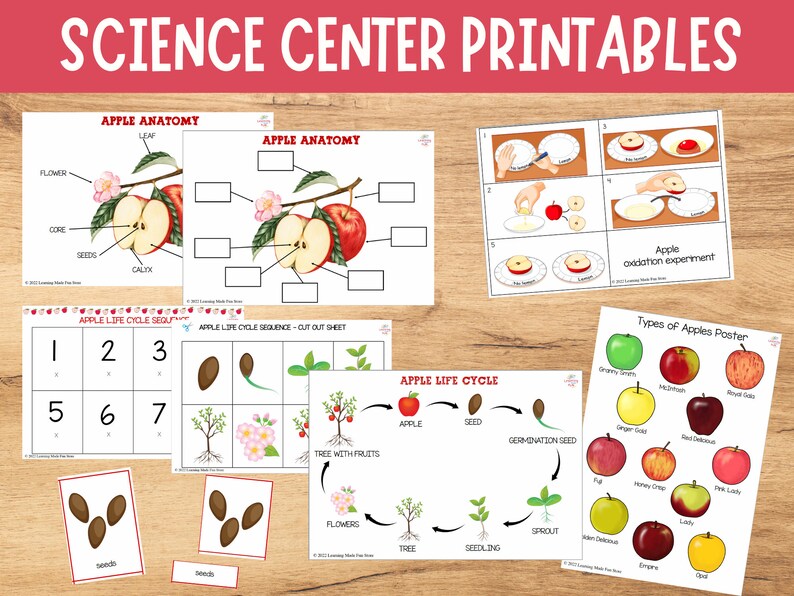 Apple Unit Study: Life Cycle & Anatomy Printable Activities (PDF) - Etsy