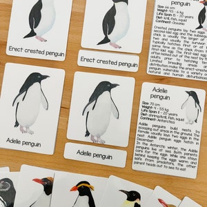 Penguins Identification Cards, Penguins Three Part Cards, Montessori ...