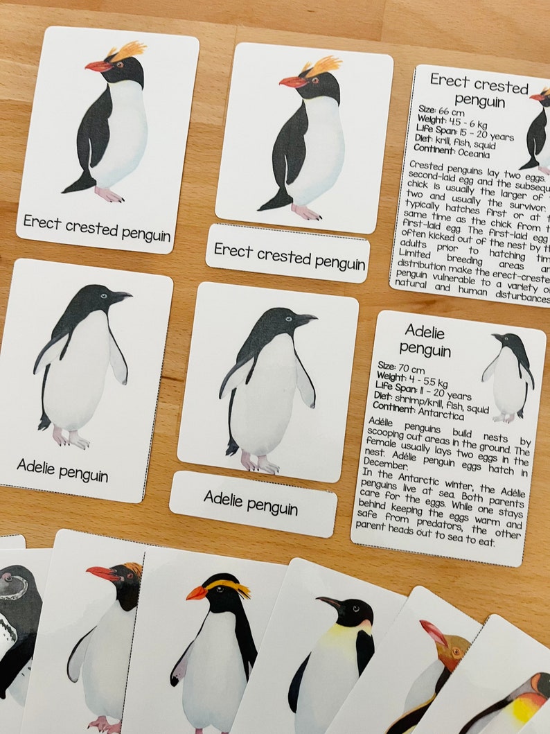 Penguins Nomenclature Cards: Montessori Three Part Cards (digital ...