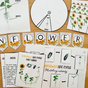 Sunflower Unit Study, Learning Bundle, Sunflower Life Cycle Activity ...