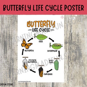 Butterfly Life Cycle Montessori Cards: Three Part Flashcards (PDF) - Etsy