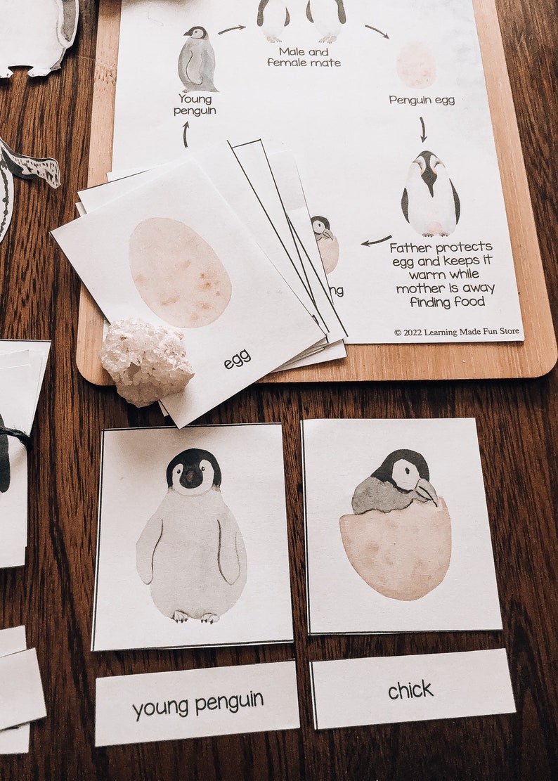 Penguin Unit Study, Homeschool Printable Activities (PDF) - Etsy