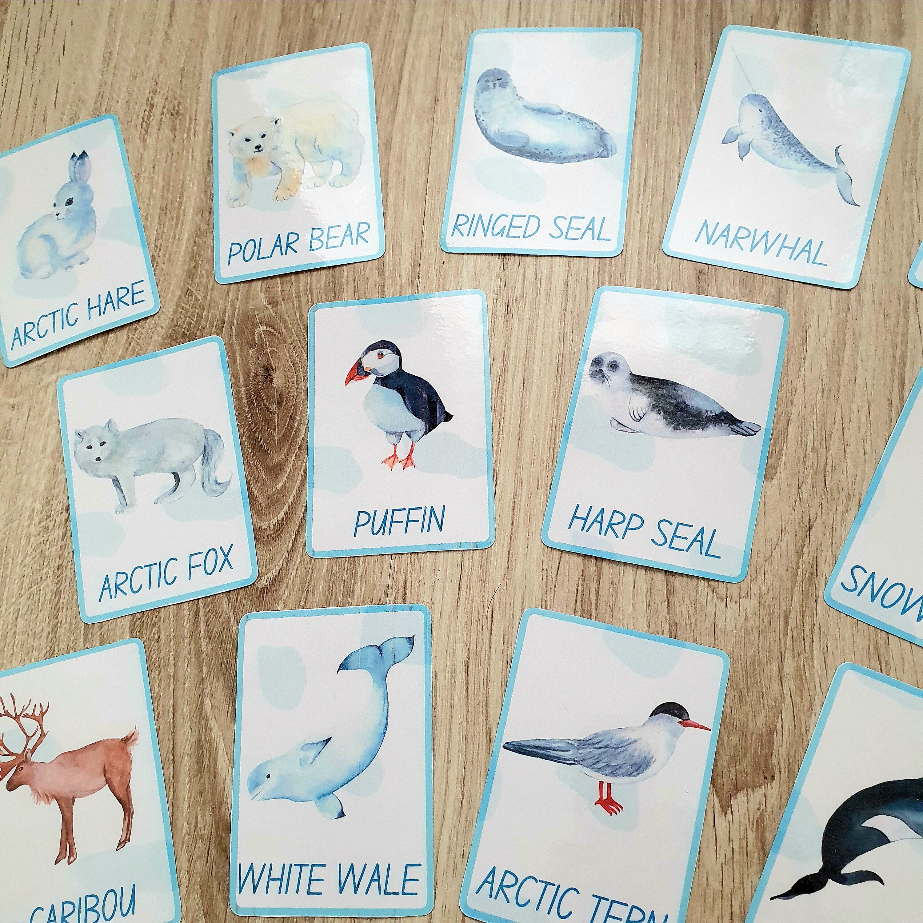 Arctic Animals Flashcards Montessori Cards Polar Animals | Etsy