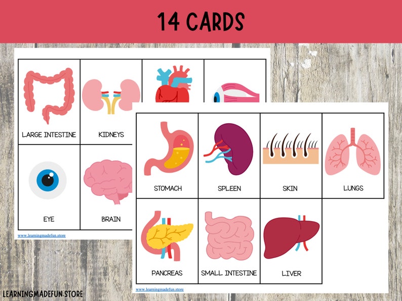 Human Organs Flashcards: Montessori 3-part Cards (digital Download) - Etsy