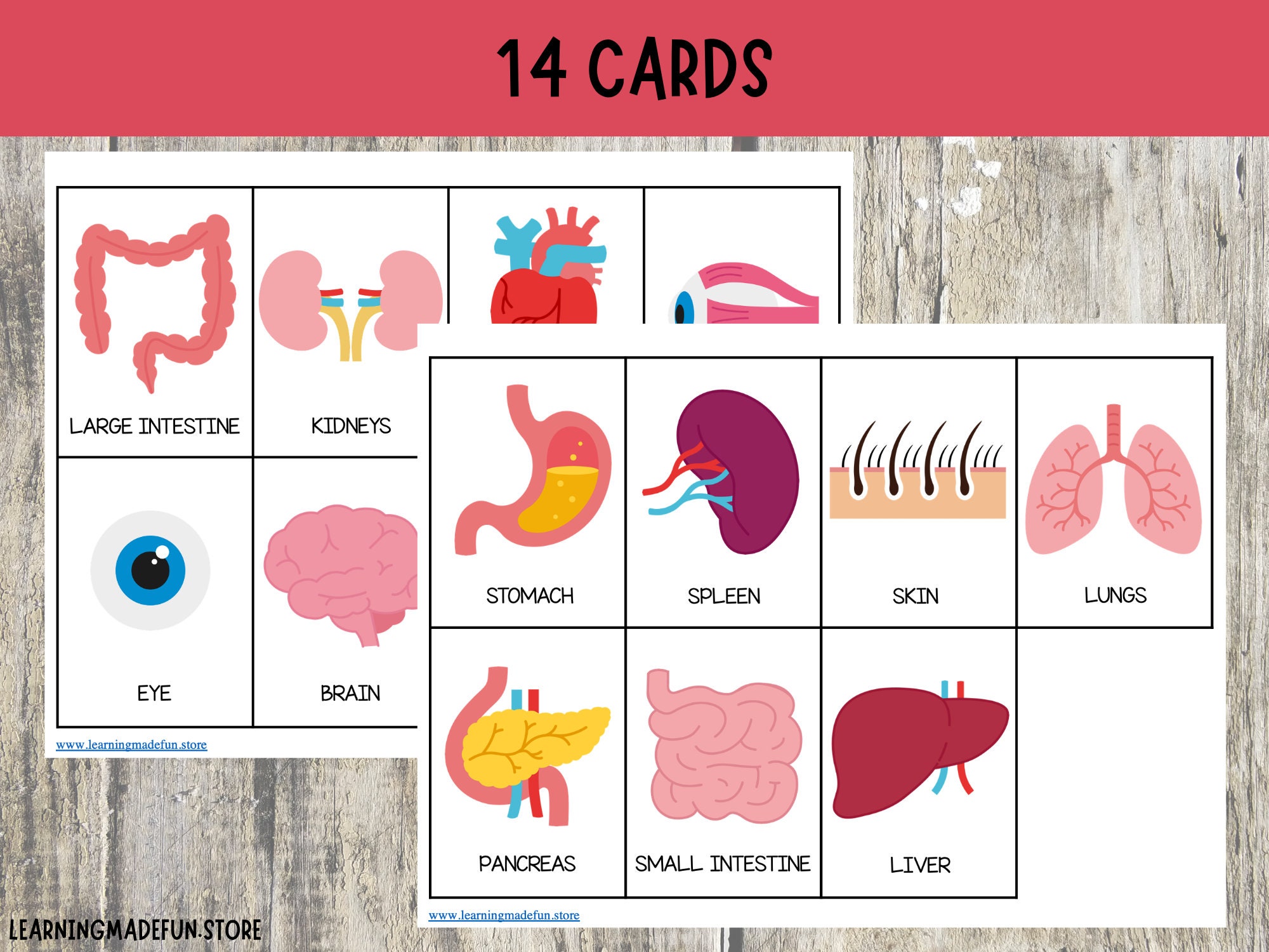 Human Organs Flashcards: Montessori 3-part Cards (digital Download) - Etsy