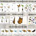 Butterfly Unit Study, Learning Bundle, Butterfly Life Cycle Activity ...