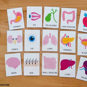 Human Organs Flashcards: Montessori 3-part Cards (digital Download) - Etsy
