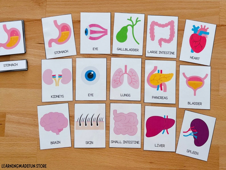 Human Organs Flashcards: Montessori 3-part Cards (digital Download) - Etsy