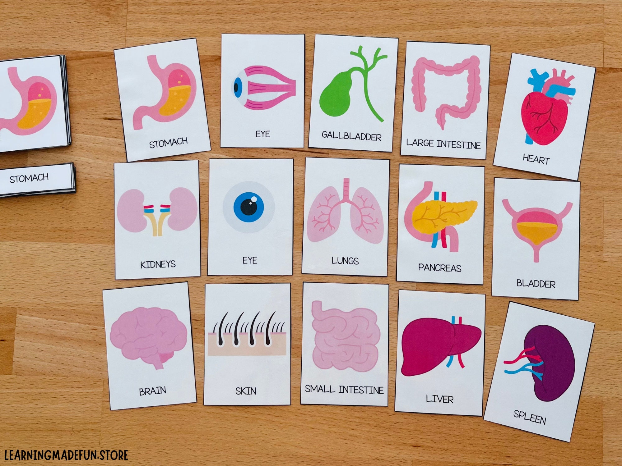 Human Organs Flashcards: Montessori 3-part Cards (digital Download) - Etsy
