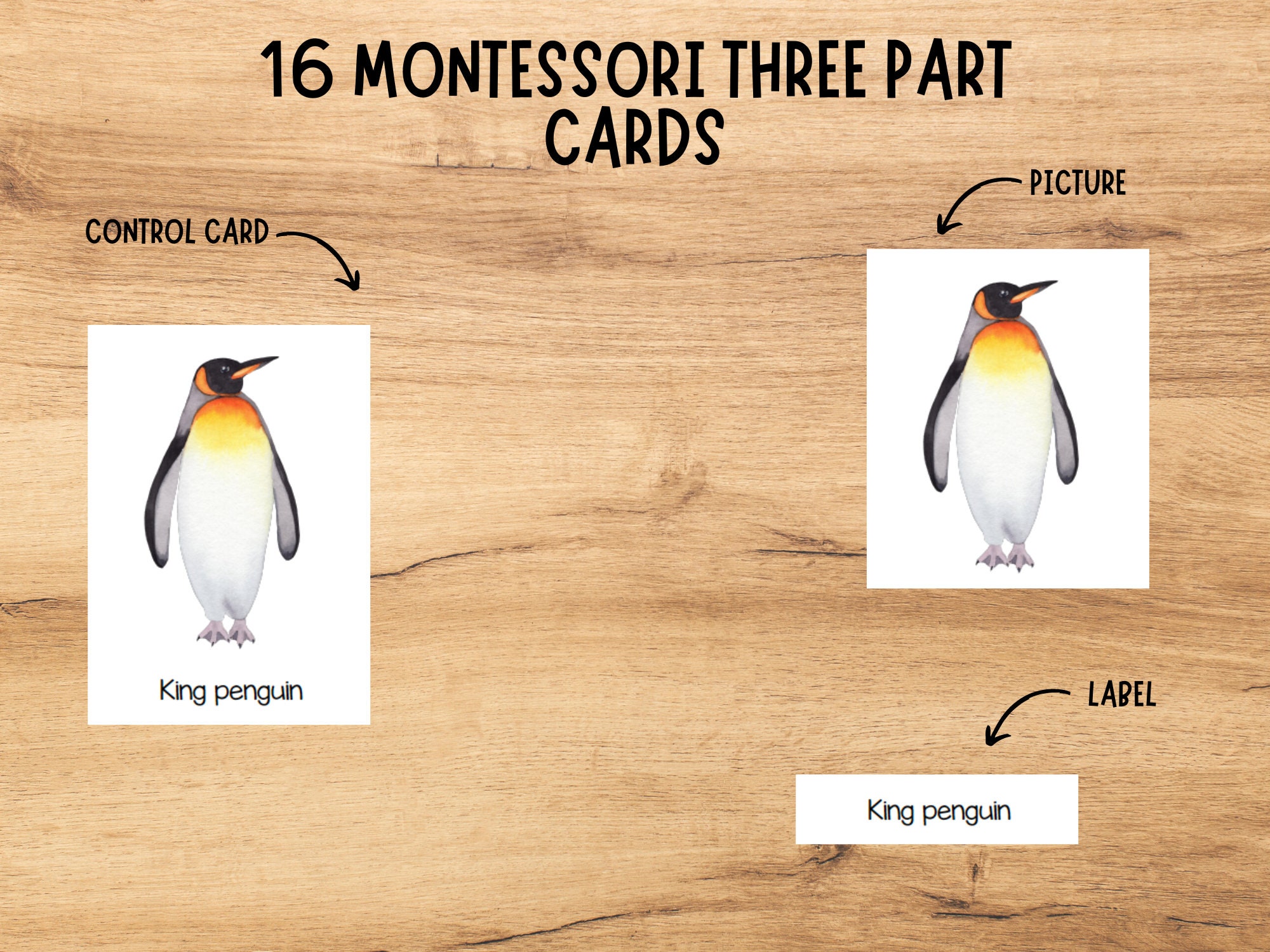 Label Penguin Parts Worksheet