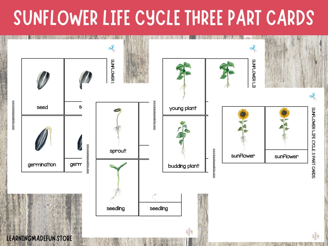 Sunflower Life Cycle Montessori Cards Sunflower Flashcards - Etsy